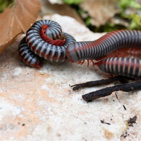 Sex Determination Of Millipedes Insektenliebe