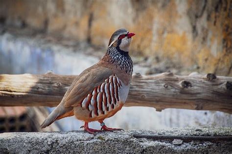 Partridge Bird Nature Free Photo On Pixabay