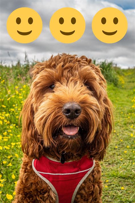 Is Your Cockapoo Happy
