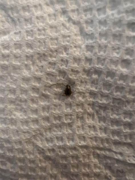 What Type Of Roach Nymph Is This R Whatbugisthis