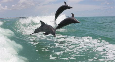 Mothering Lessons From A Pod Of Dolphins