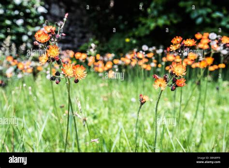 Orange Hawkweed Flowering And Beginning To Seed At The End Of June