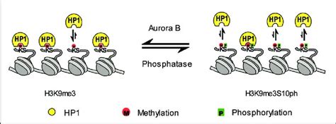 Principle Of The Binary Methylation Phosphorylation Switch At The