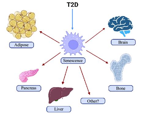 Cellular Senescence In Type 2 Diabetes T2d Accelerated Cellular
