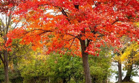 Redpointe Maple Vs Autumn Blaze Maple Tree Whats The Difference A