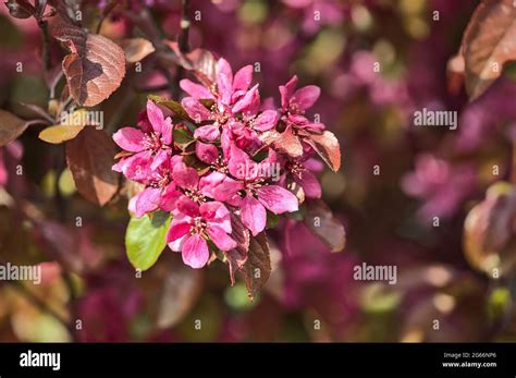 Beautiful Closeup Spring View Of Dark Pink Flowering Crab Apple Malus