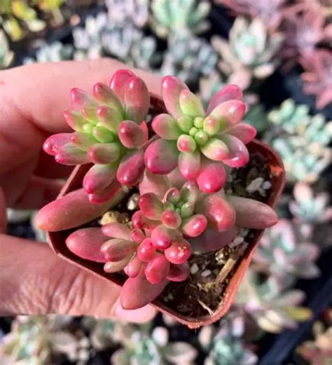 Sedum Rubrotinctum - Succulent Guide