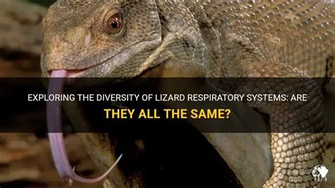 Exploring The Diversity Of Lizard Respiratory Systems Are They All The