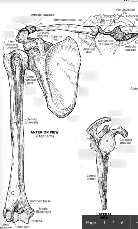 Scapula Labeling Diagram Quizlet