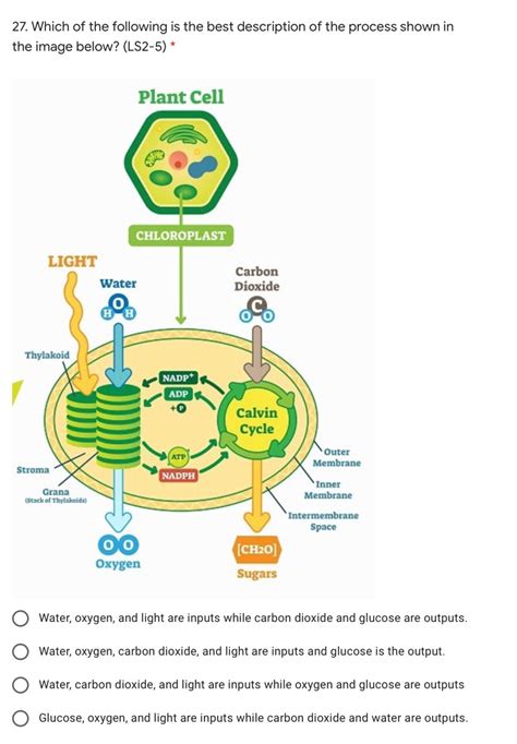 Inputs And Outputs Of Calvin Cycle