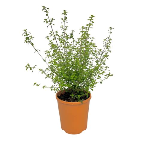 140mm Native Thyme Prostanthera Bunnings Australia