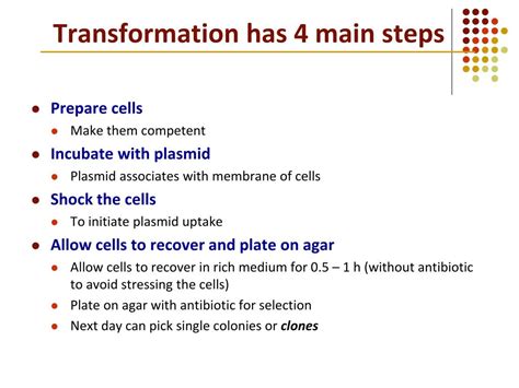 Steps Of Bacterial Transformation