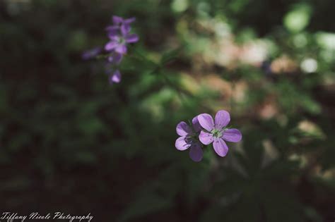 Molly Rose Photography Added A Molly Rose Photography