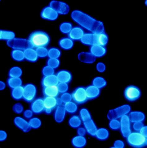 Can Recombinant Production Help Us Avoid The Common Pitfalls Of