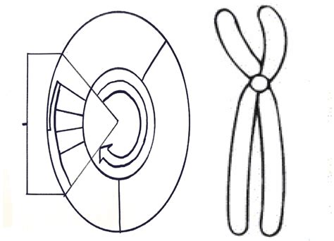 Biology Final Diagram Quizlet
