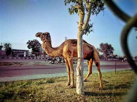 Premium Photo A Camel Is Standing In The Grass And The Tree Is Next
