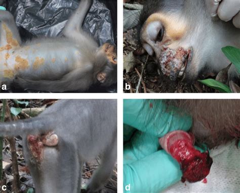 Lesions Due To Tpe Infection In Sooty Mangabeys A Necrotizing Download Scientific Diagram
