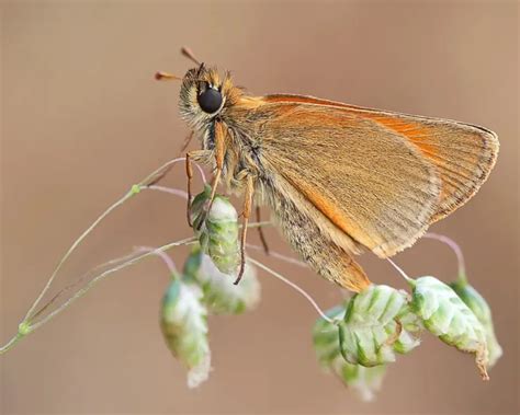 Small Skipper Facts Diet Habitat And Pictures On Animaliabio