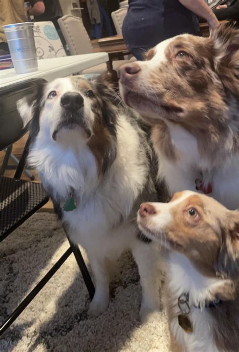 my mini with his full size aussie uncles :) : r/MiniAussies