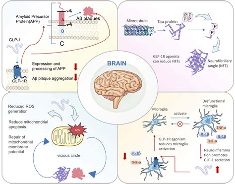 Frontiers Glp 1r As A Potential Link Between Diabetes And Alzheimers