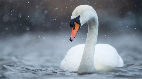 Swan Hd Desktop Wallpaper Wallpaper Water Black Swan Shallow Water