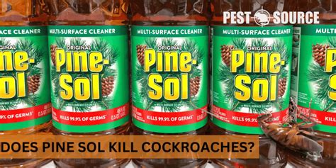 Does Pine Sol Kill Cockroaches Pest Source