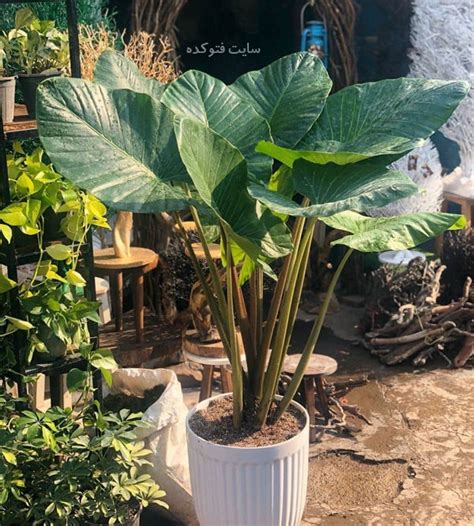 روش نگهداری گل بابا آدم از شرایط آبیاری تا تکثیر و آفت