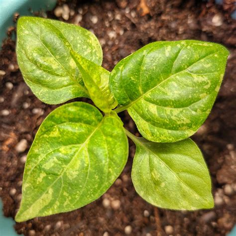 Ninfadora Rpepperlovers