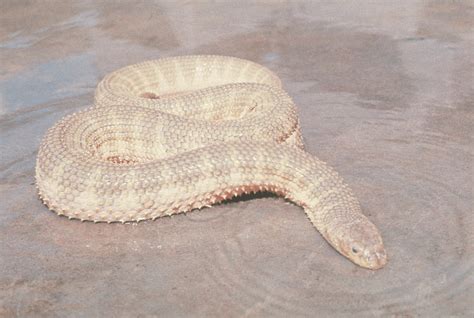 Lapemis Curtus H Voris Download Scientific Diagram