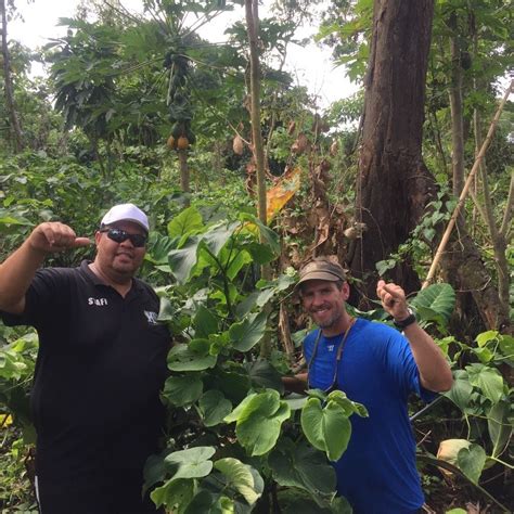 Kava Mythical Origins And Epic Coevolution Safety Herbal Reality