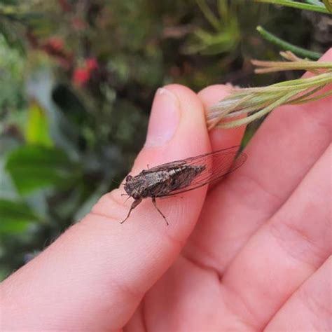 Silver Princess Yoyetta Celis Insect Identification Guide Habitat And Facts