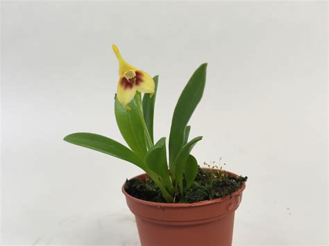Masdevallia Sprucei