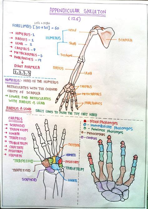 Flow Chart Classification Of Kingdom Plantae Flow Chart Classification Of Kingdom Plantae