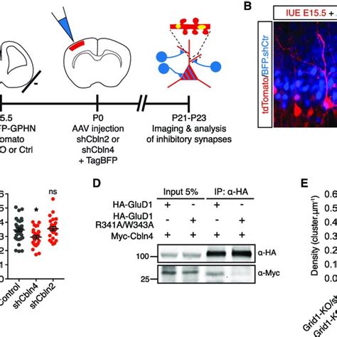 Glud1 Regulates Inhibitory Synaptogenesis Via Cerebellin 4 A