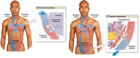 23 8 External And Internal Respiration Diagram Quizlet