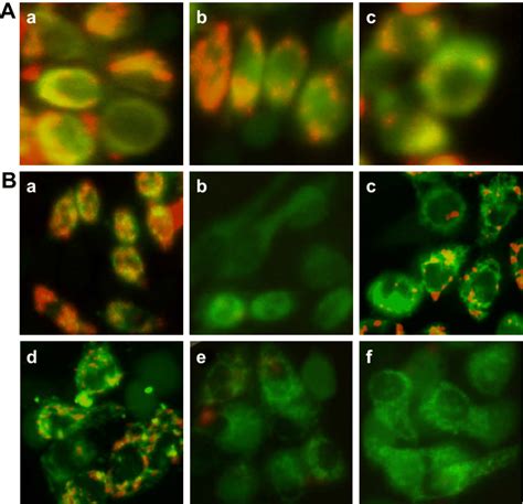 The Mmp Of A 3t3 Cells And B Hela Cells Exposed To Different