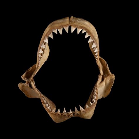 Great White Shark Skull