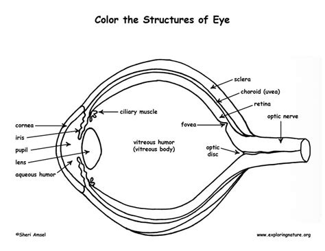 Eye Anatomy Labeling Worksheet Anatomy Worksheets