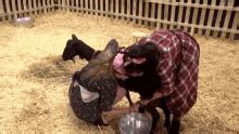 Milking  S Tenor