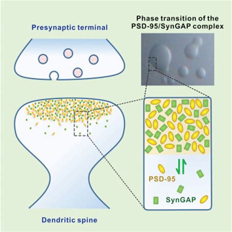 Post Synaptic Density Formation And The Connection To Autism Cell And