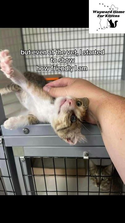 Cindererlla Rescue 335 Youtube