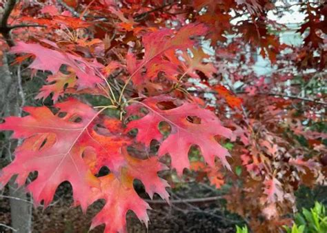 58 Common Types Of Oak Trees Pictures And Identification