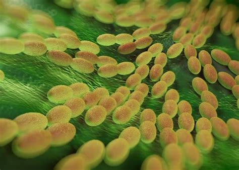 50 Acetobacter Aceti Illustrations Stock Illustrations Royalty Free Vector Graphics And Clip Art