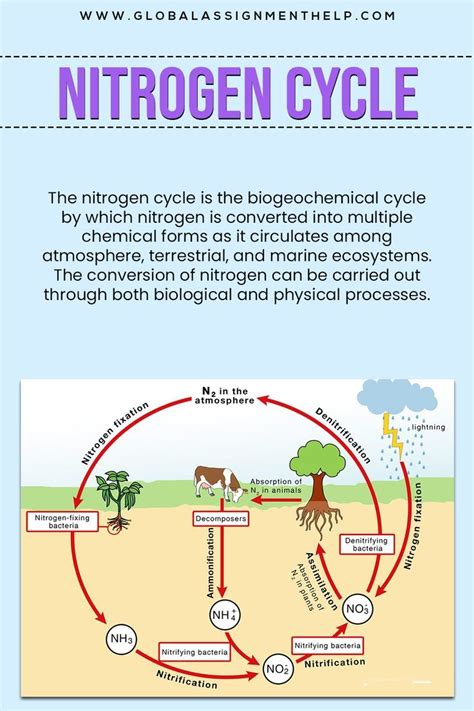 What Is The Nitrogen Cycle Artofit