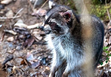 Rabies Infections Increase In Humans And Wildlife Throughout The