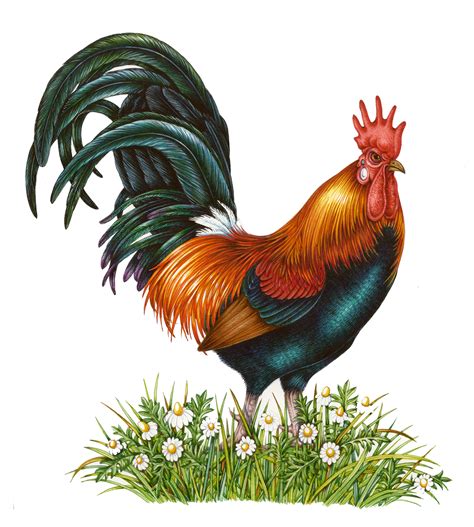 Rooster Lizzie Harper