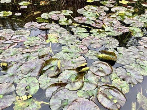 Water Lilys Stock Image Image Of Float Natural Leaf