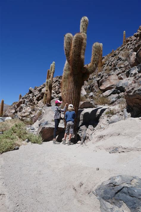 En Atacama Un Tour En Famille En Amérique Du Sud