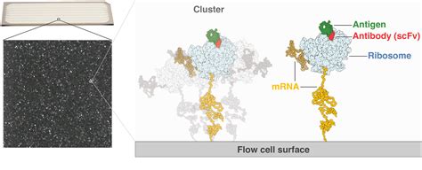 New Deep Screening Technique Enables Rapid Discovery Of High Affinity