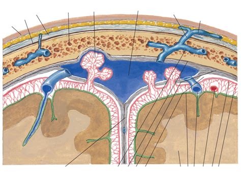 Label Lab 2 Sinus Diagram Diagram Quizlet